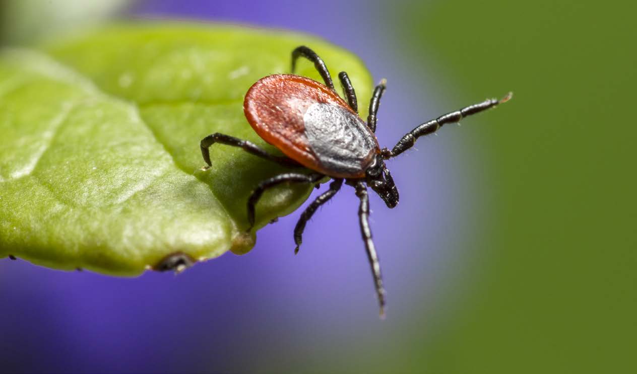 Beware Tick Born Diseases – My Menopause Magazine